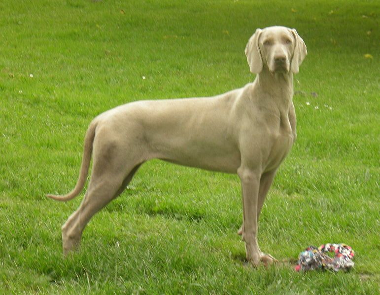 Accueil - Elevage du Clos Meynier - eleveur de chiens Braque de Weimar